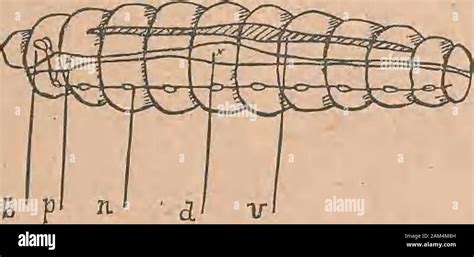 Earthworm Longitudinal Section Earthwormns