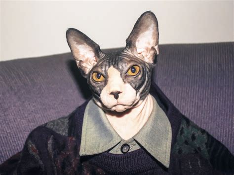 裸体猫的时尚 大野猫舍 站酷ZCOOL