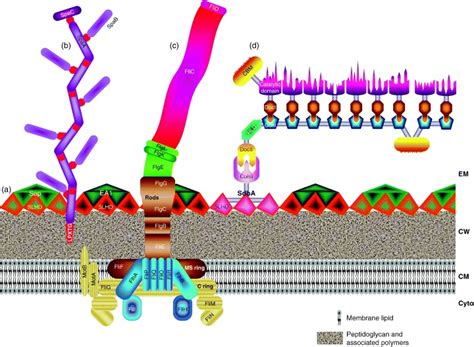 Schematic Representation Of The Cell Surface Macromolecular Structures