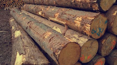 Log Cutting Holdes Horehron Forest And Timber Company Sro