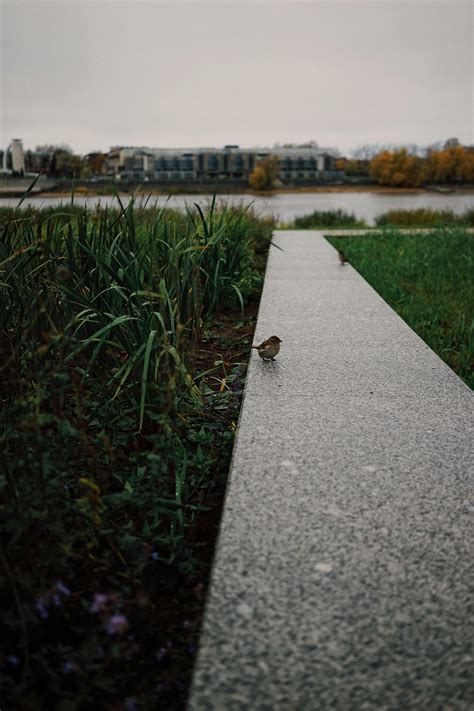 Chipping Sparrows Photos Download The Best Free Chipping Sparrows