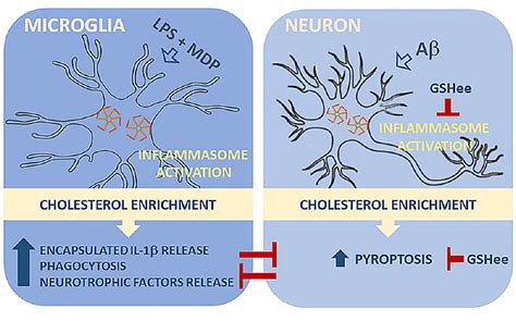 Inflammasome Activation Under High Cholesterol Load Triggers A