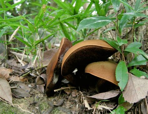 Boletus brunneissimus コゲチャイロガワリ
