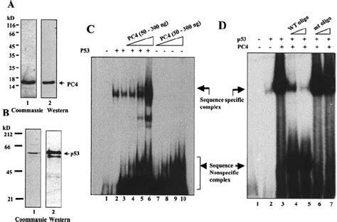 Pc4 Activates Sequence Speci Fi C Dna Binding Of P53 A And B Download Scientific Diagram