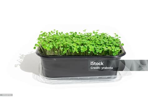무우 마이크로 그린 집에서 플라스틱 상자에 마이크로 그린을 돋아냅니다 비건과 건강한 식생활 개념 발아 된 씨앗 마이크로 그린 흰색 배경에 고립 된 새싹 성장 측면보기 농장에