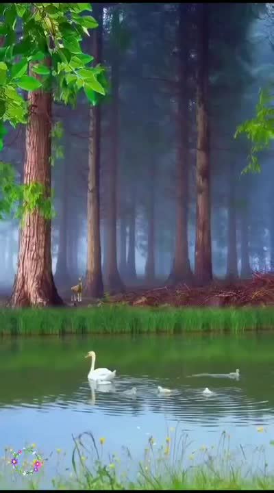 Video Rahila Khan Bornfromloveglobal On Linkedin Hope Evolving