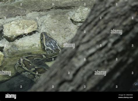 Reticulated Python Behind A Tree Reptiles Reptiles In Nature