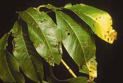 Nectarine Diseases In Leaf At Jennifer Pardue Blog