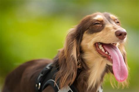 5 Ways Dogs Improve Our Mental Health — Cloud Doodles