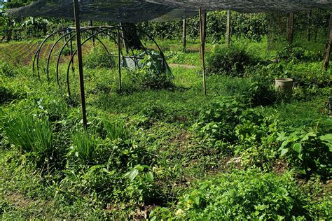 Com Apoio Do Idr Paraná Agricultor Se Torna Exemplo De
