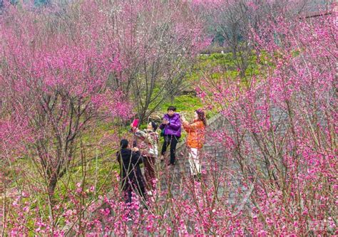 湖北秭归：梅花绽放引客来 人民图片网