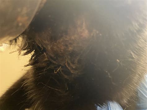 Blastomycosis In A Domestic Medium Hair Dermavet