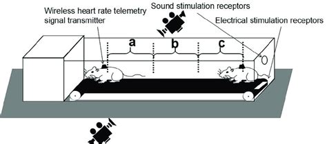 Ethological Observation And Synchronous Telemetry Of Heart Rate During Download Scientific