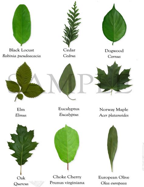 Tree Leaves Photos With Names
