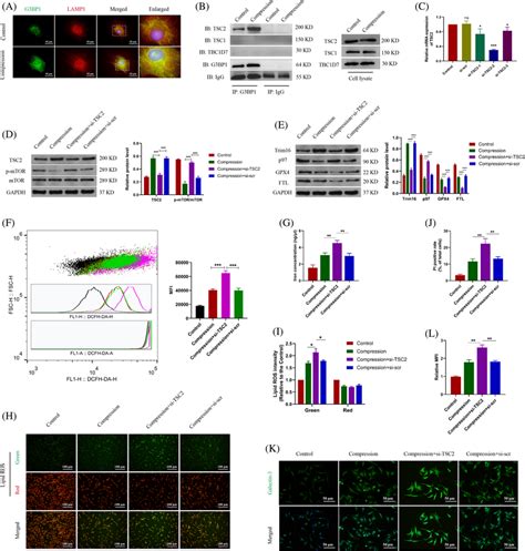 G3bp1 Tsc2 Complex Regulated The Mtor Signalling And The Lysophagy