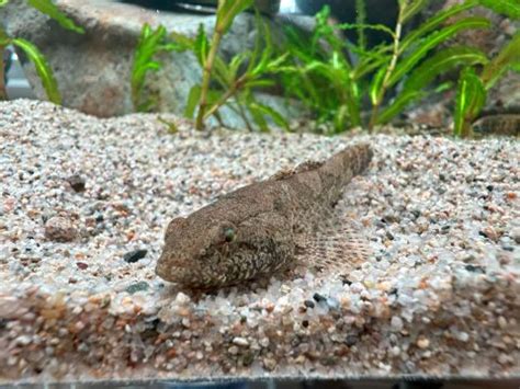 ドンコ Web魚名板 城崎マリンワールド