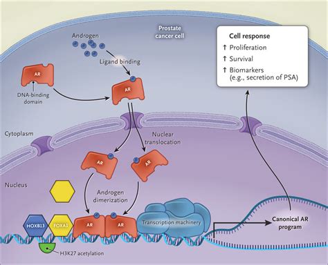 Prostate Cancer Progression And The Epigenome Nejm