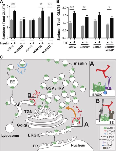 Formation Of The Human Insulin Responsive Glut4 Pathway Involves Download Scientific Diagram