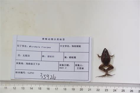 国家动物标本资源平台 标本图片库