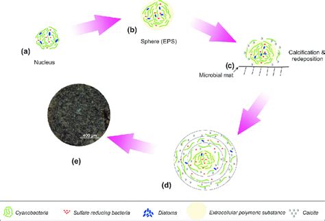 Schematic Diagram Showing Various Stages From Bio Microsphere To Ooid