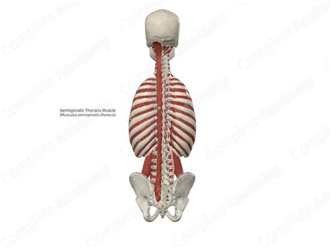 Semispinalis Thoracis Muscle Complete Anatomy