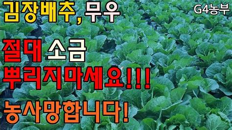 배추무우농작물 소금 절대뿌리지마세요 농사망합니다 Youtube