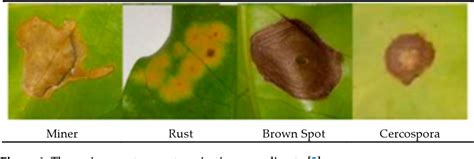 Table 1 From Automatic Clustering And Classification Of Coffee Leaf Diseases Based On An
