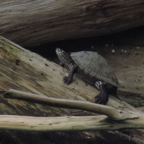 Individual Of Apalone Spinifera On An Island In The Lake Of 3 De Download Scientific Diagram