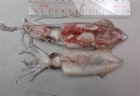 小赤イカの刺身は乙な味 コラム 市場魚貝類図鑑