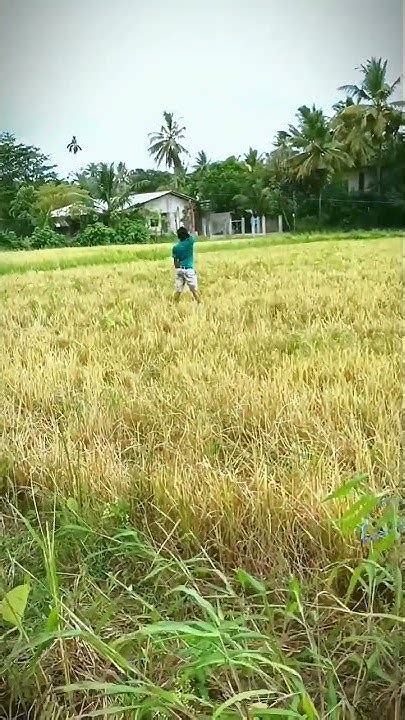 කොල්ලොන්ගෙ දවස් ගානක මහ්සියෙන් හදපු සරුංගලය 😍 Youtube