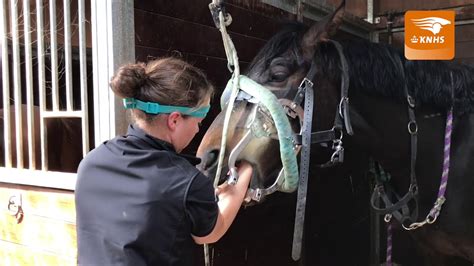 Een Paard Bij De Tandarts YouTube