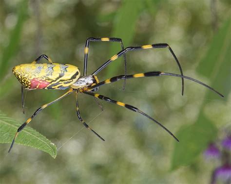 Giant Flying Spider