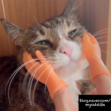 고양이 마사지는 한 쌍의 손에게테무 고양이용품 쇼핑 Temu