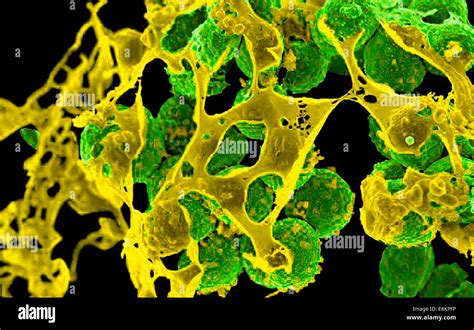 Scanning Electron Micrograph Of Methicillin Resistant Staphylococcus