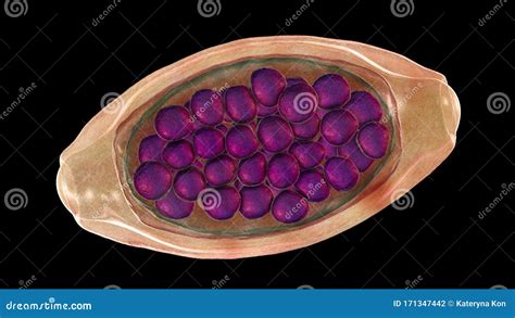 Trichuris Trichiura Structure Of An Adult The Structure Of The Egg
