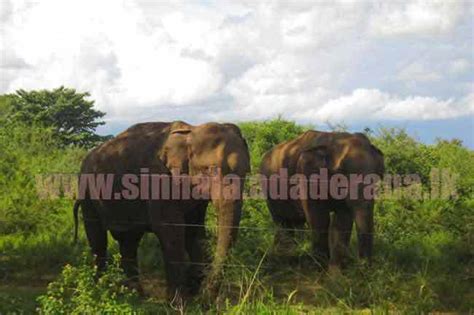 වන අලි ප්‍රහාරයකින් පුද්ගලයකු ජීවිතක්ෂයට
