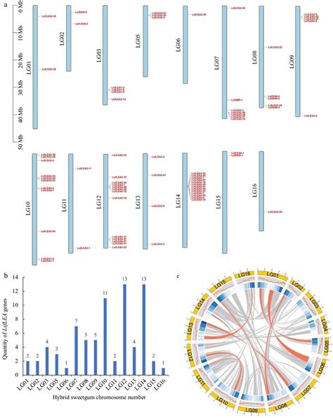Chromosomal Localization Of The Lsflea Genes And Gene Duplication Download Scientific Diagram