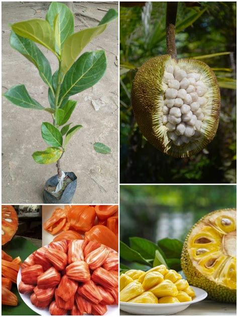 Combo 3 Plant Red Jackfruit Plant Grafted White Jackfruit Plant