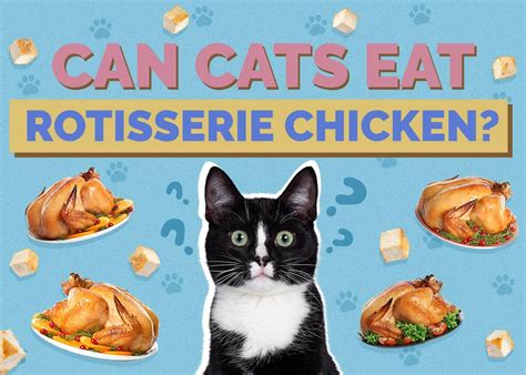 Can Cats Eat Rotisserie Chicken Vet Approved Facts And Faq Hepper
