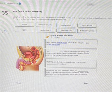 Solved What Male Reproductive Structures Produces Semen