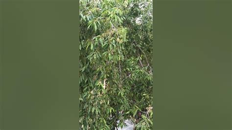 Neredu Pallu Youtube