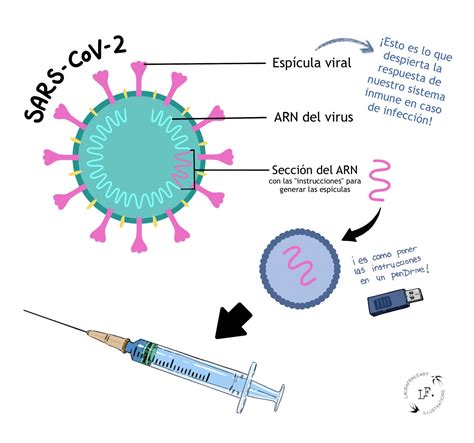 Vacunas de ARNm Cómo funcionan Comunica Ciencia