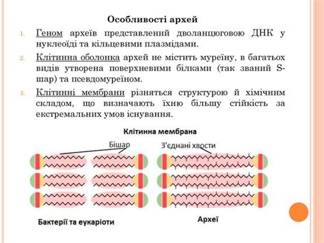 Презентація Прокаріотичні організми Археї
