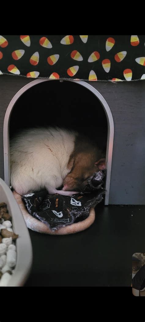 Normal Signs Of Aging In Elderly Rats Rrats