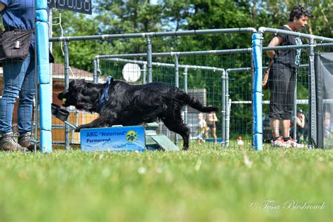 Dsc Tessa Biesbrouck Flickr
