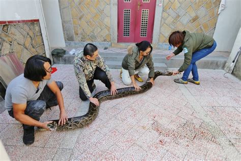 金門緬甸蟒 秋冬現身曬日光浴 台灣動物新聞網