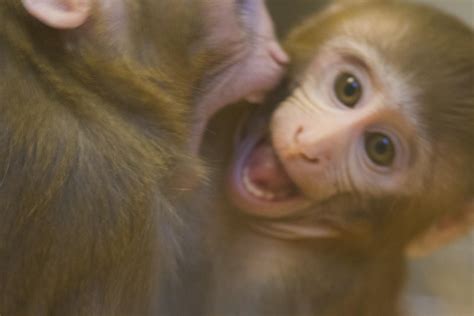 Behaviour Macaques