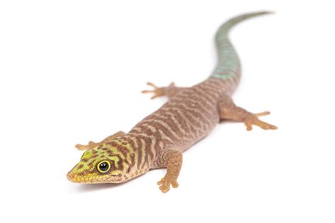 「phelsuma」の画像 1 958 件の Stock 写真、ベクターおよびビデオ Adobe Stock