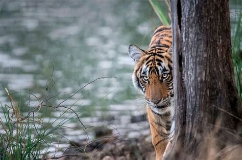 The Ranthambore National Park Safari Sawai Madhopur Tripadvisor