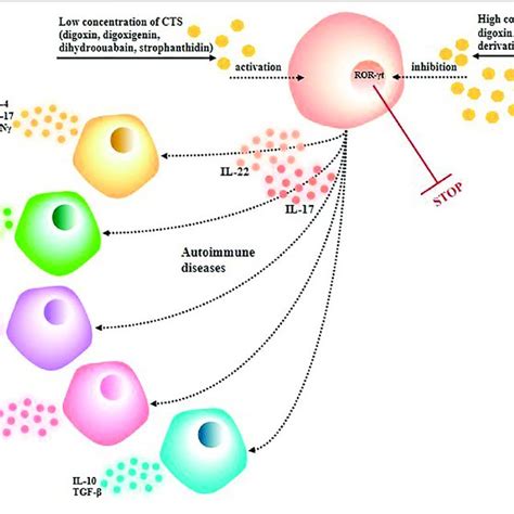 Effects Of Different Concentrations Of CTS On The Cellular Immune System Download